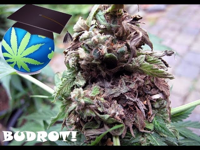 Guía de diagnóstico y prevención del moho del cannabis, la podredumbre ...